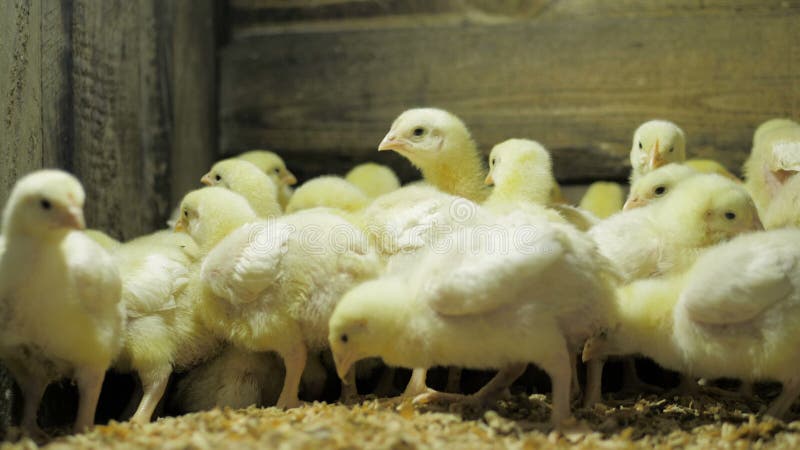 Broiler Chicken Chicks at the Poultry Farm Stock Footage - Video of ...