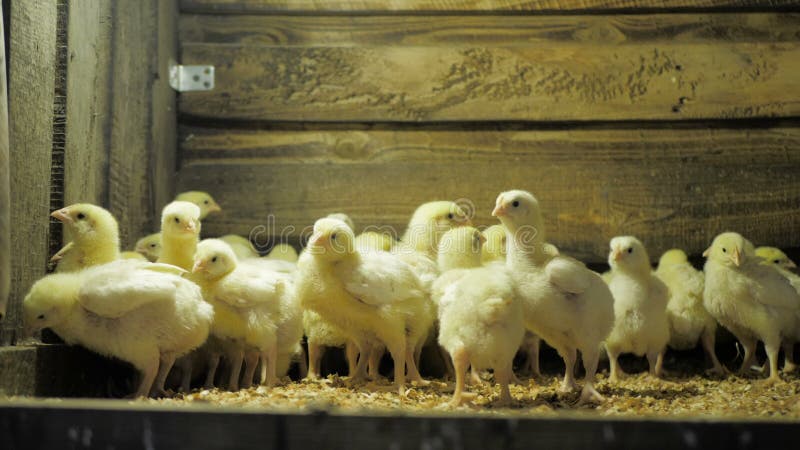 Broiler Chicken Chicks at the Poultry Farm Stock Video - Video of group ...