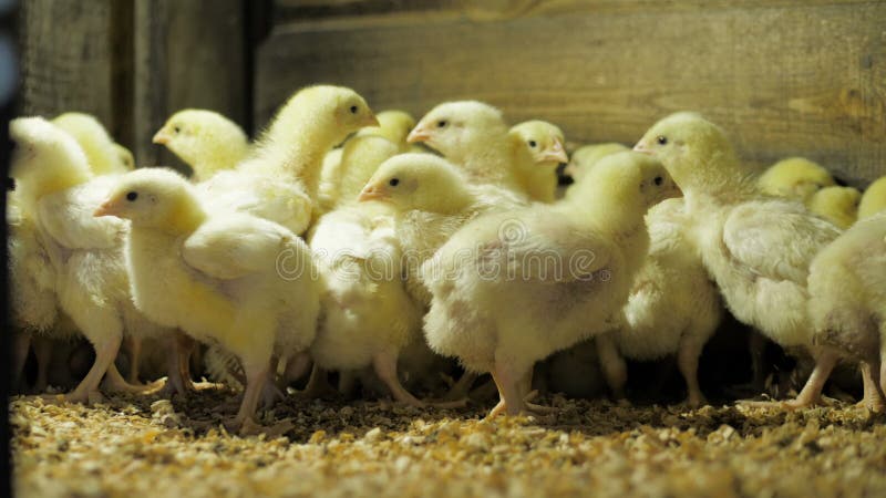 Broiler Chicken Chicks at the Poultry Farm Stock Video - Video of ...