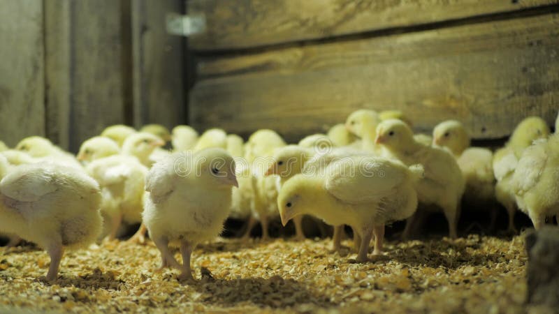 Broiler Chicken Chicks at the Poultry Farm Stock Video - Video of ...