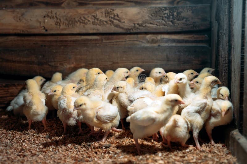Broiler Chicken Chicks at the Poultry Farm. Stock Photo - Image of ...