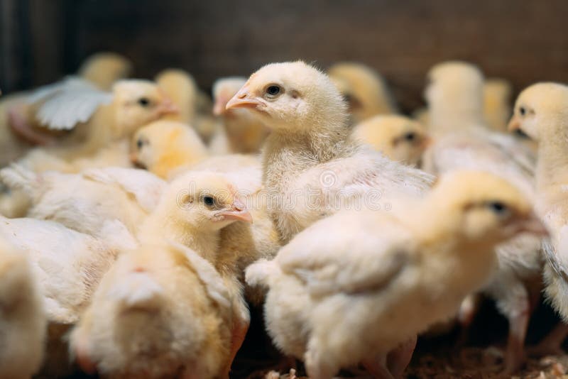 Broiler Chicken Chicks at the Poultry Farm. Stock Image - Image of ...