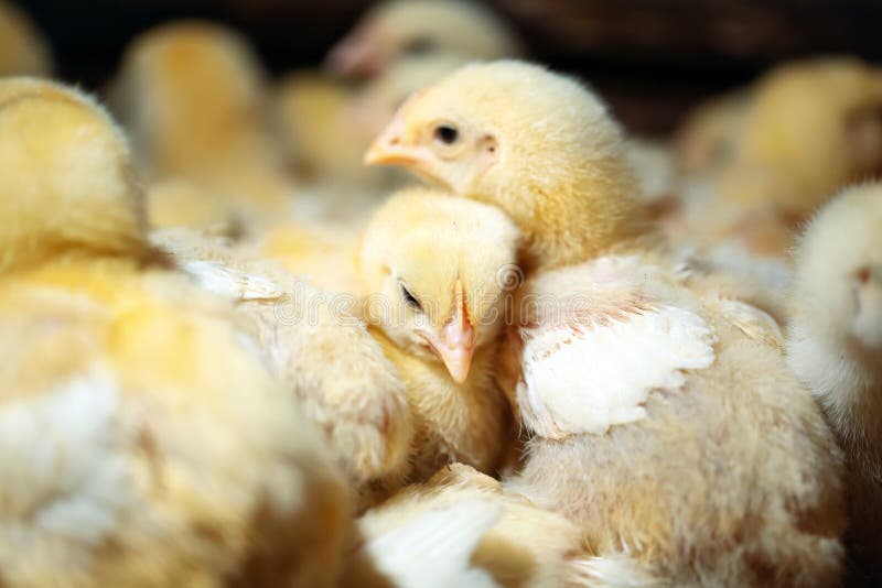 Broiler Chicken Chicks at the Poultry Farm. Stock Photo - Image of fowl ...