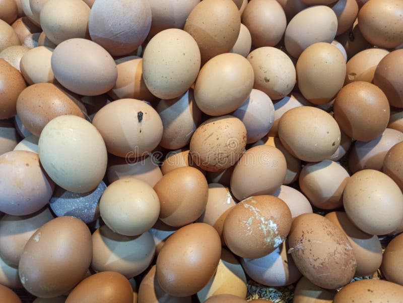 Broiler Chicken Eggs are a Good Source of Protein for Body Health ...