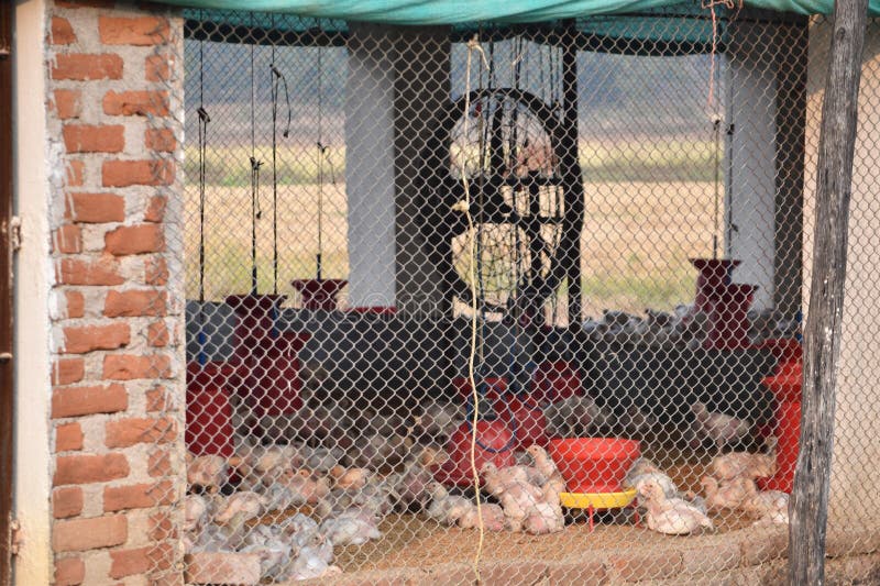 A View of White Broiler Chicken Farm, Cornish Chickens for Commercial ...