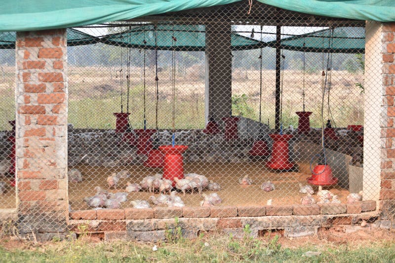 A View of White Broiler Chicken Farm, Cornish Chickens for Commercial ...