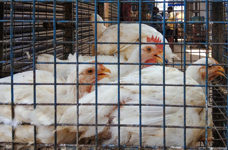 234 Chicken Shop India Stock Photos - Free & Royalty-Free Stock Photos ...