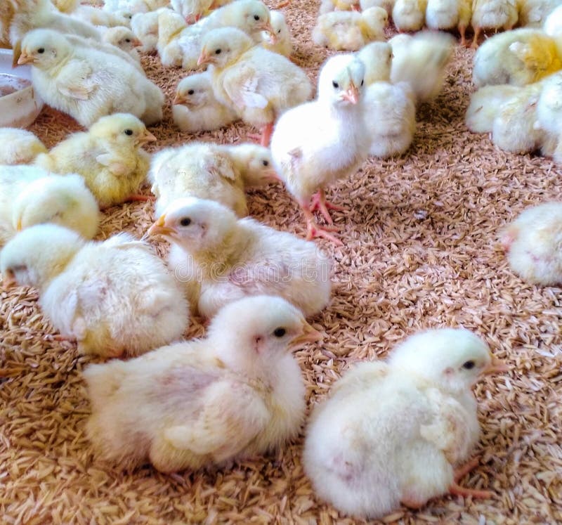 Broiler Chickens in a Poultry Farm. Many Chickens in One Room Stock ...