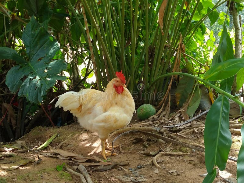Broiler Chickens Foraging in Nature Stock Photo - Image of poultry ...
