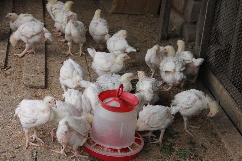 Broiler Chickens in the Henhouse Eat Stock Photo - Image of farm ...