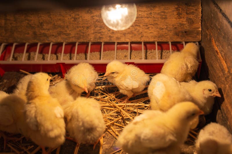Broiler Chickens Sit in a Box with a Light Bulb Stock Image - Image of ...