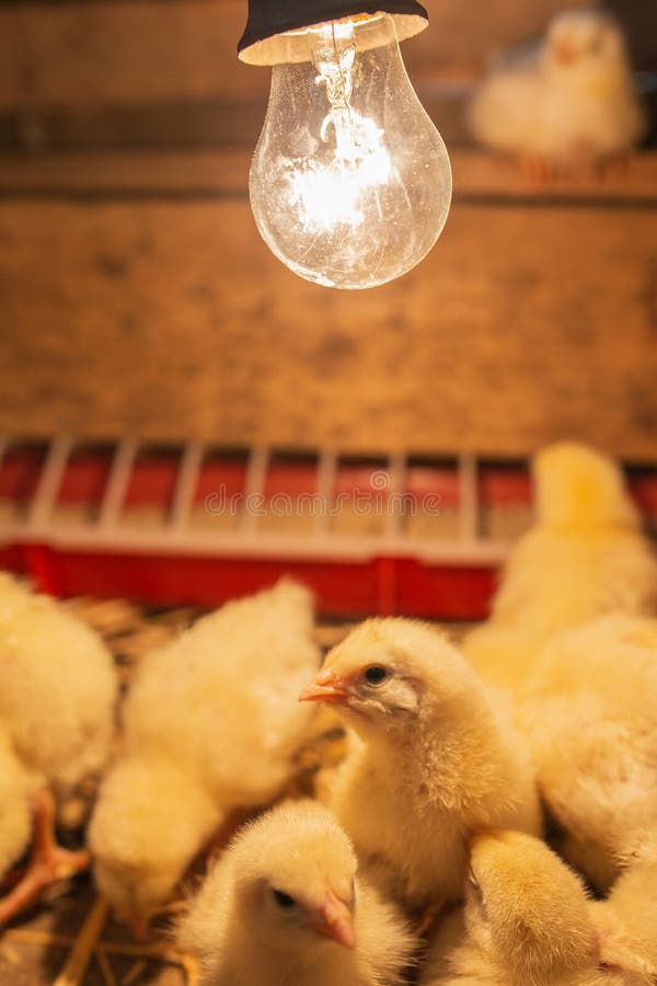 Broiler Chickens Sit in a Box with a Light Bulb Stock Photo - Image of ...
