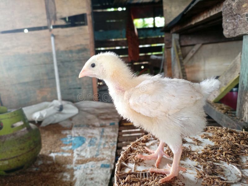 Broiler chicks stock image. Image of broiler, chiken - 269899449