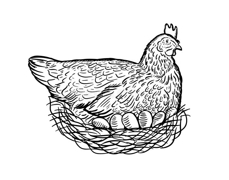 Hen Laying Eggs in the Nest with Eggs Hand Drawn Sketch Vector ...