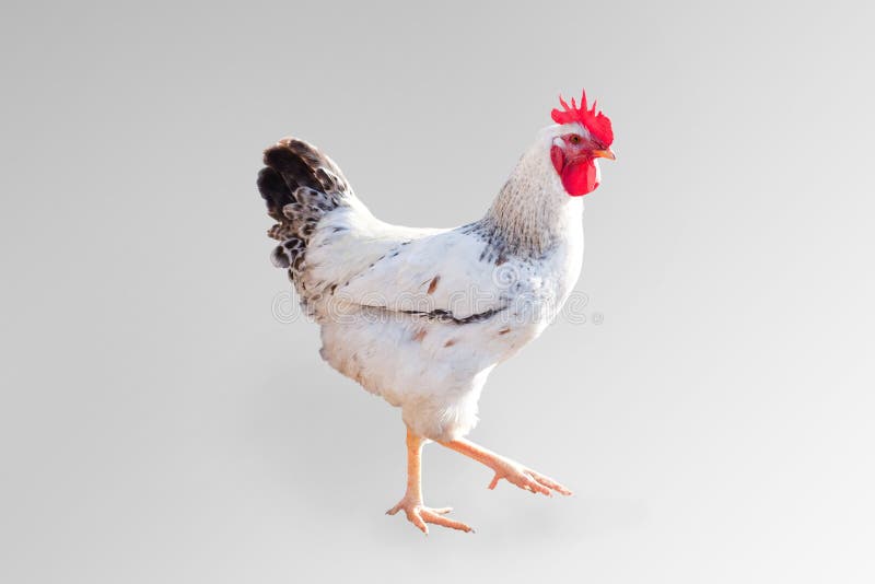 Broiler rooster . stock photo. Image of summer, bird - 82103924