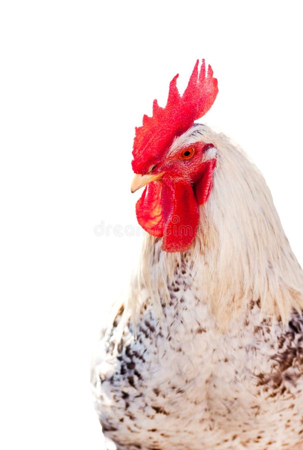 3,194 Rooster Broiler Stock Photos - Free & Royalty-Free Stock Photos ...
