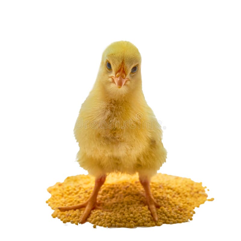 Small Chicken Broilers Eats Grain Isolated on White. Stock Photo ...