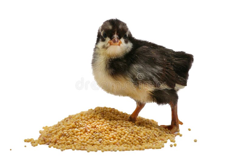 Small Chicken Broilers Eats Grain Isolated on White. Stock Photo ...