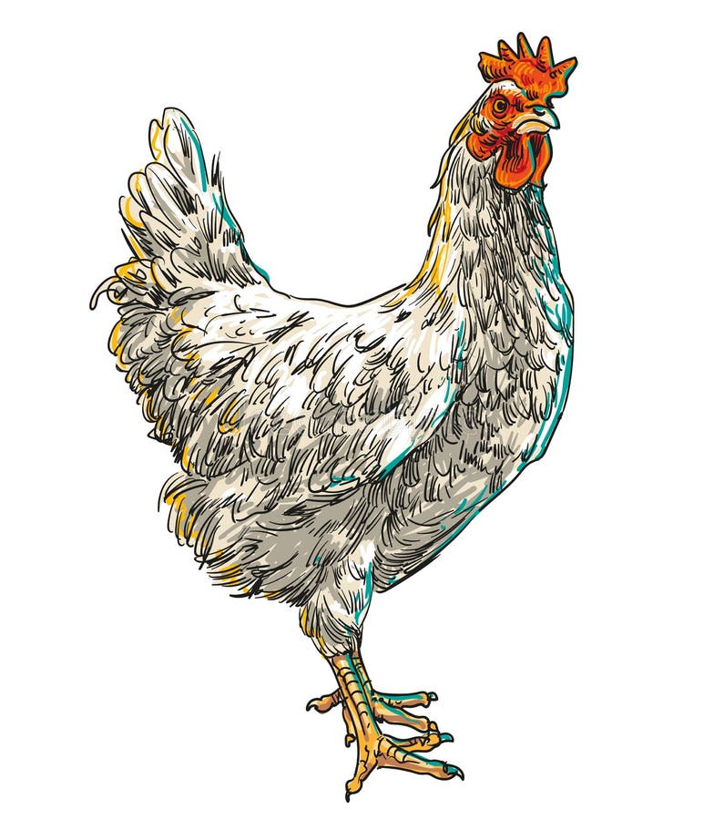 Broilers Vector Illustration Clip Art Hand Draw Colour Stock Vector ...