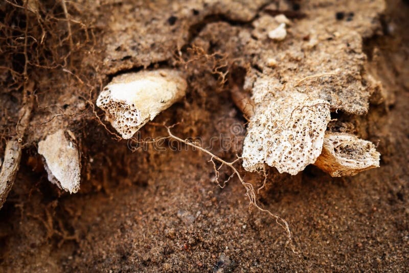Broken Aged Bones Hidden in Brown Sand with Plant Thread Roots Stock ...