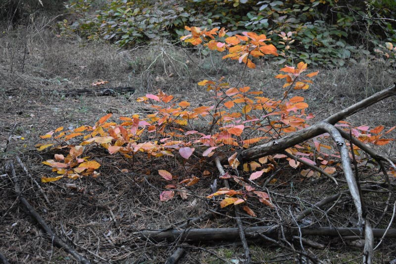 Broken Autumn Tree Branch with Colorful Leaves. Stock Photo - Image of ...