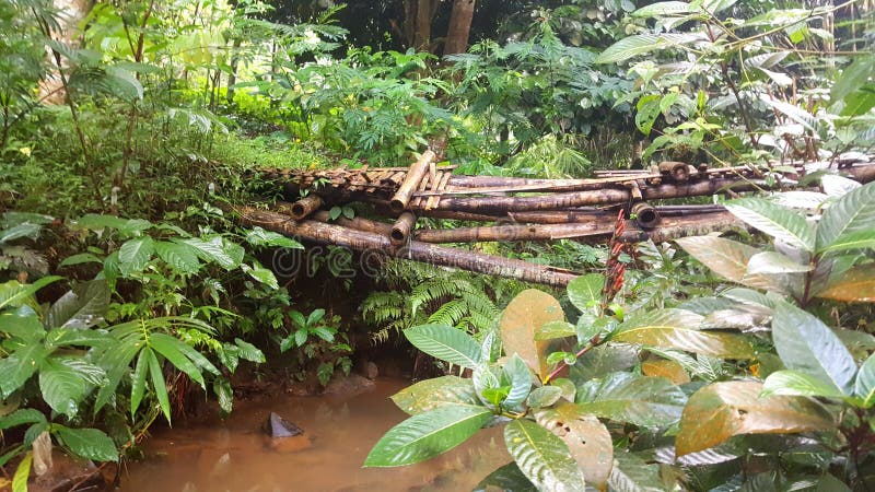 Broken Bamboo Bridge with Age Stock Image - Image of bamboo, flower ...