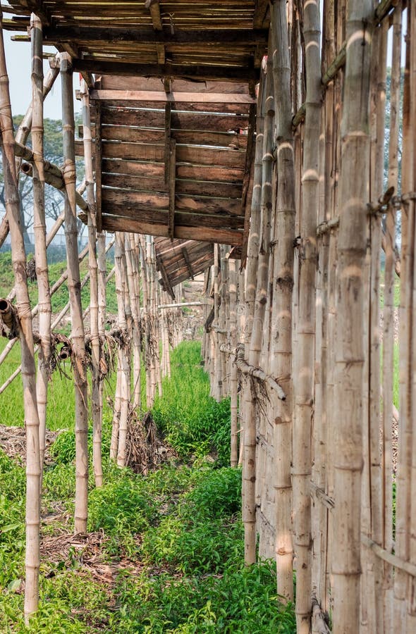 Broken Bamboo Bridge Over the Agricultural Field Stock Photo - Image of ...
