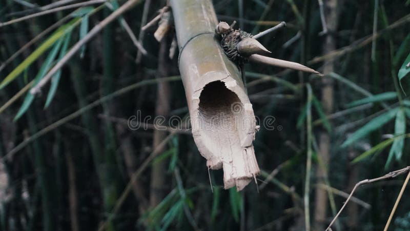 Bamboo stock photo. Image of prepared, brown, dark, japanese - 191896450