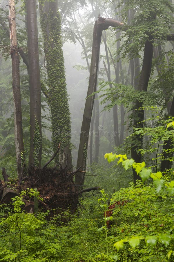 Broken beech tree stock image. Image of consists, maple - 249245203