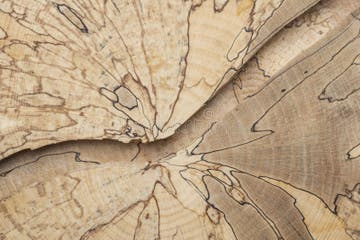 193 Beech Tree Cross Section Stock Photos - Free & Royalty-Free Stock ...