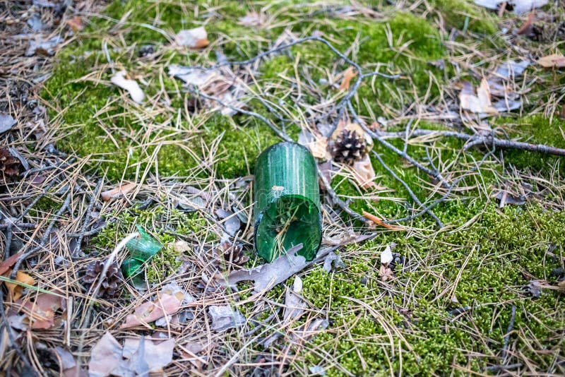 Beer Bottle on the Ground in the Pine Forest. Stock Photo - Image of ...