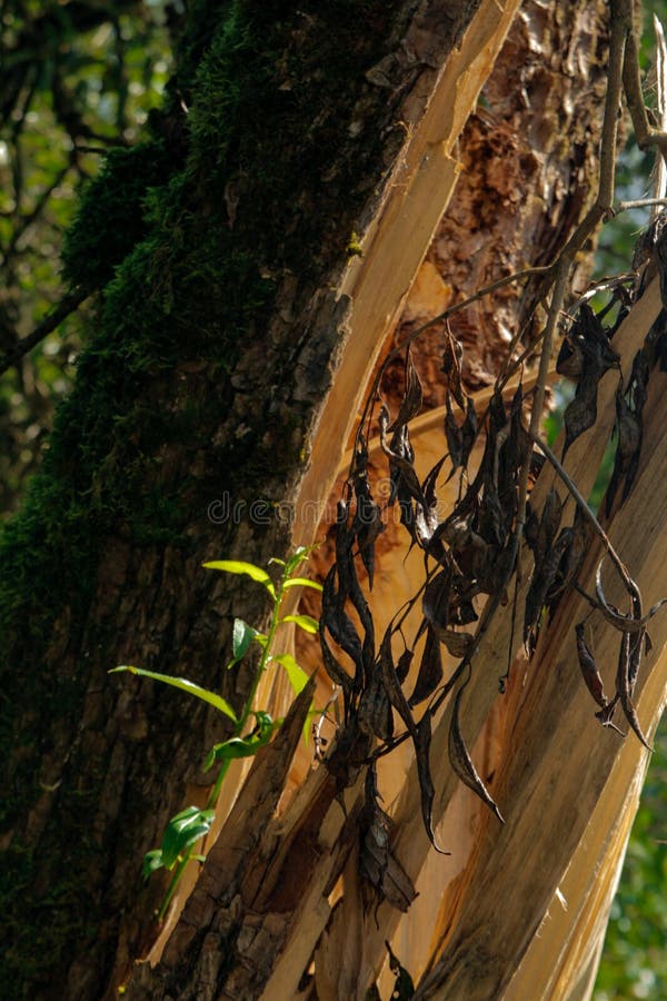 Broken Bent Split Tree Showing Wood Texture and Tree Bark in Forest ...