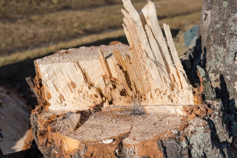 Broken Birch Closeup. Felled Birch. the Tree Fell Stock Photo - Image ...