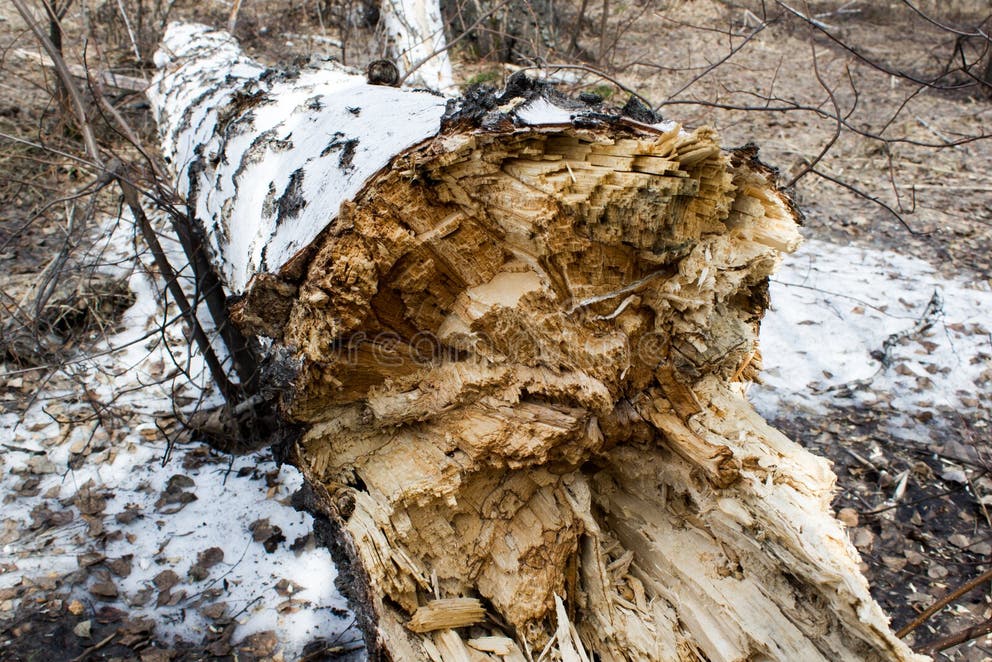 Broken birch tree stock image. Image of season, leaf - 102416133