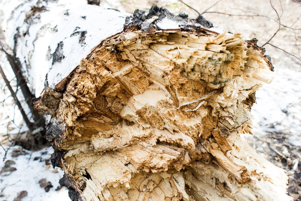 Broken birch tree stock photo. Image of fallen, white - 102416308