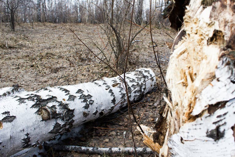 Broken birch tree stock image. Image of summer, grove - 102416343