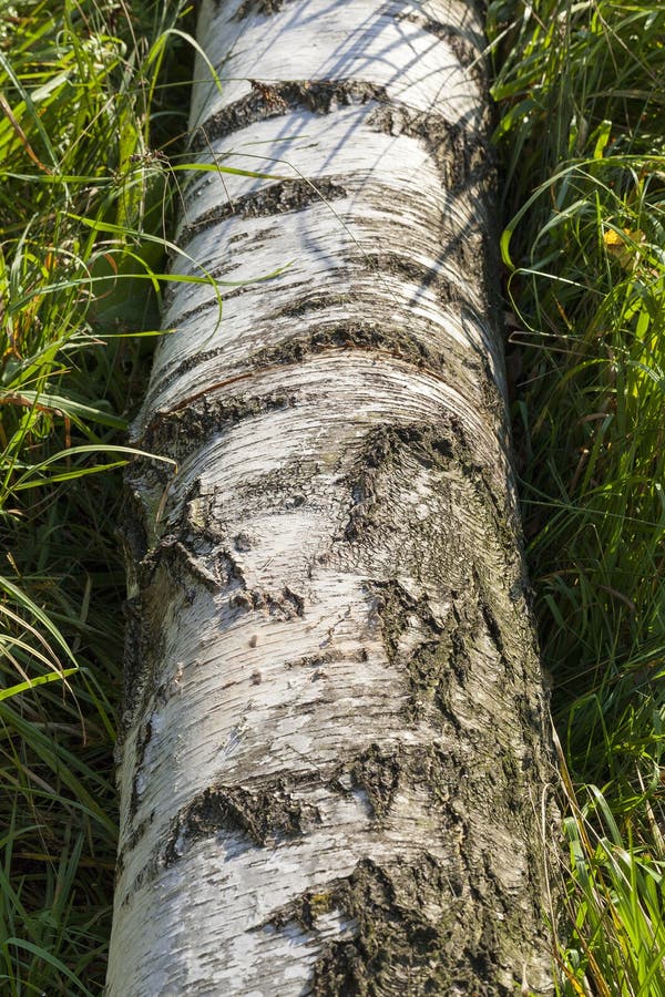 Broken birch tree stock image. Image of nature, environment - 121605741