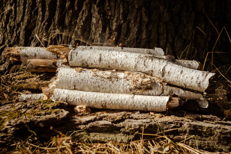 Broken Birch Tree Trunks Lie on the Ground Stock Photo - Image of fall ...