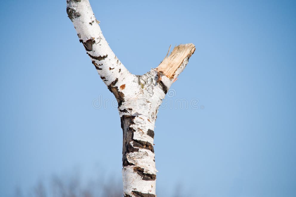 Broken birch tree stock image. Image of yshape, bark - 30070831