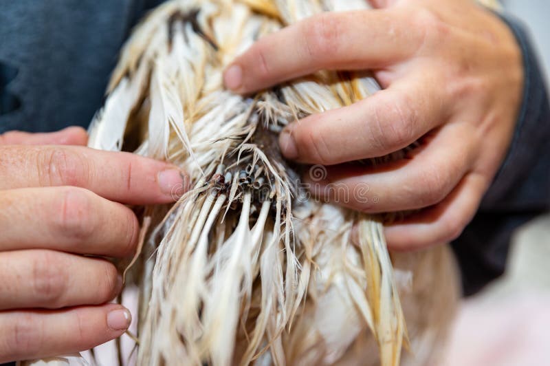 Broken Blood Feathers on a Chicken Stock Image - Image of farming ...