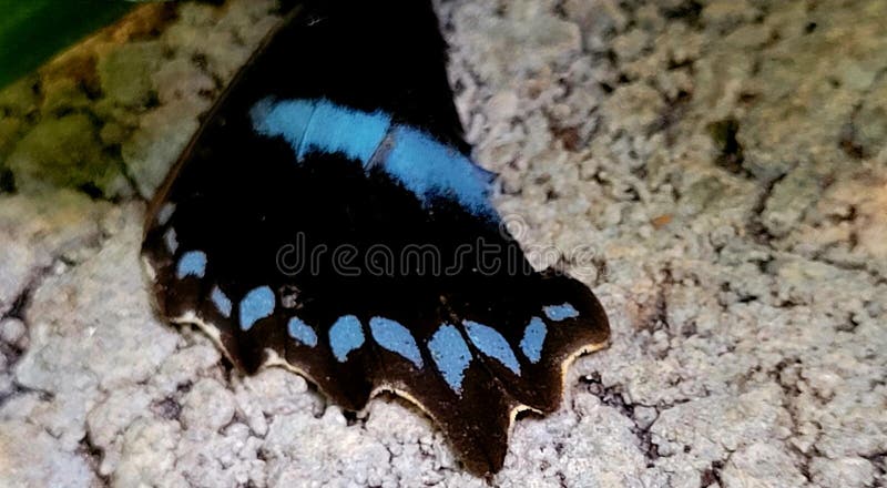 Broken Blue Black Butterfly Wing Stock Image - Image of black ...