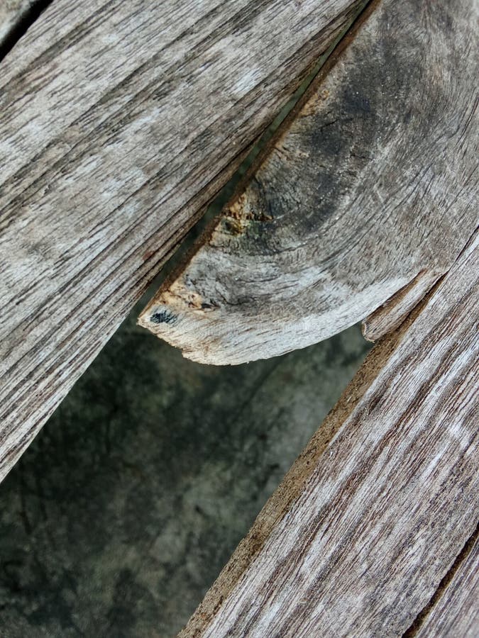 Broken board with holes stock image. Image of tree, invertebrate ...