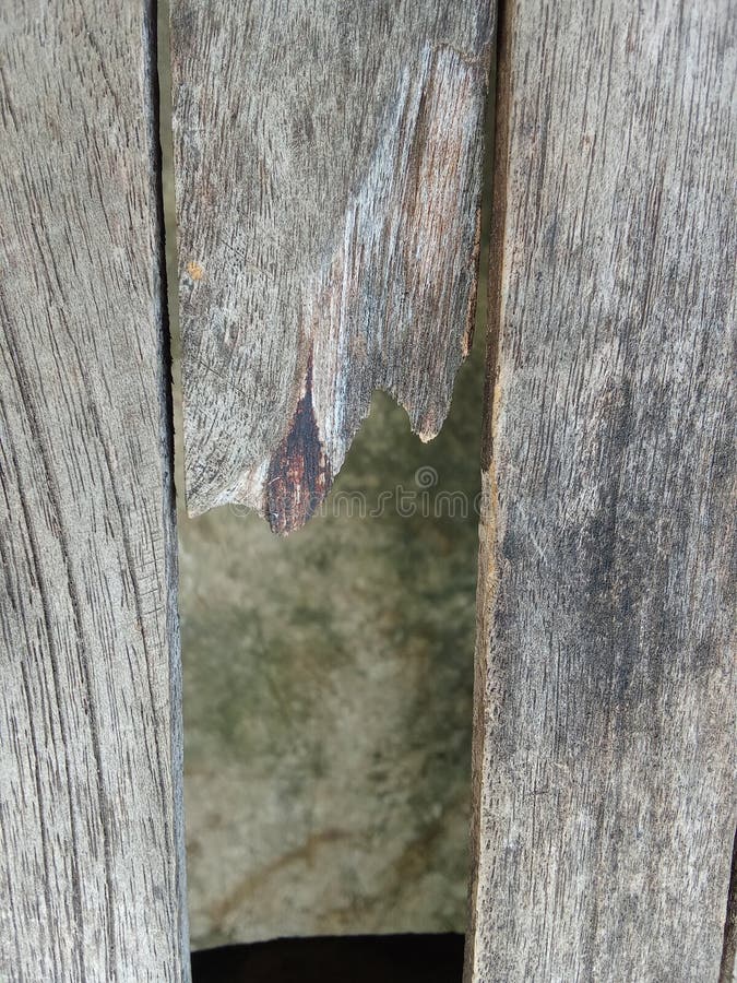 Broken board with holes stock image. Image of plant - 364999139