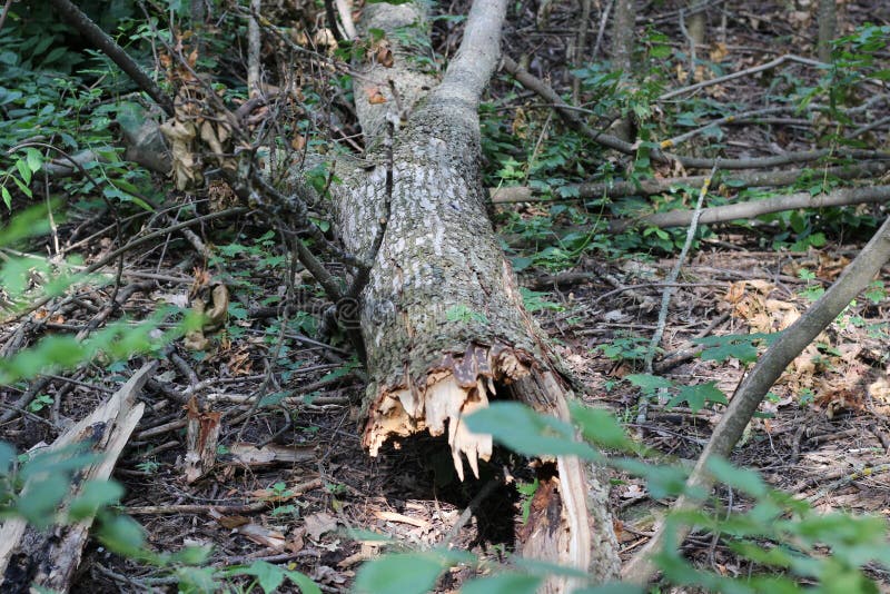 A Broken Bole of a Tree on the Ground Stock Image - Image of ground ...
