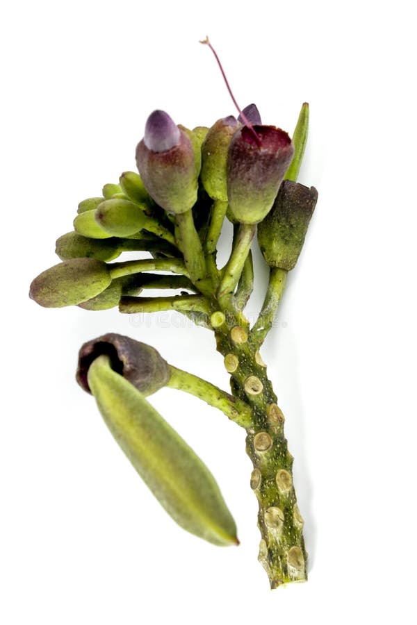 Broken Bones Tree White Background in Studio Stock Image - Image of ...