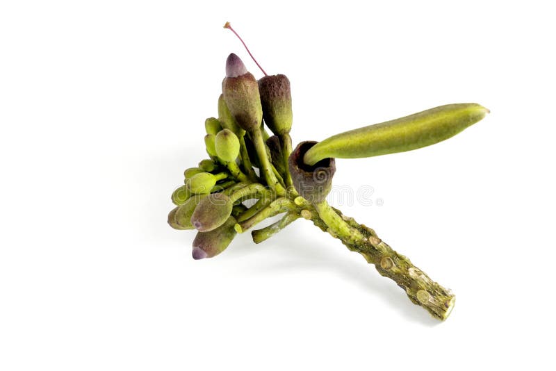 220 Broken Bones Tree Photos - Free & Royalty-Free Stock Photos from ...