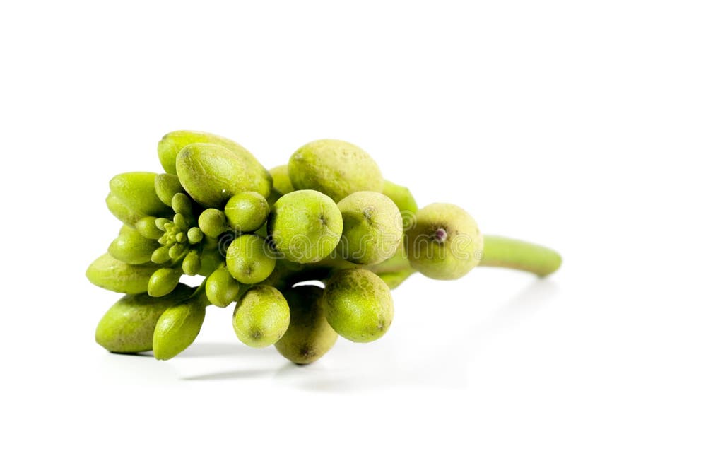 Broken Bones Tree White Background in Studio Stock Photo - Image of ...