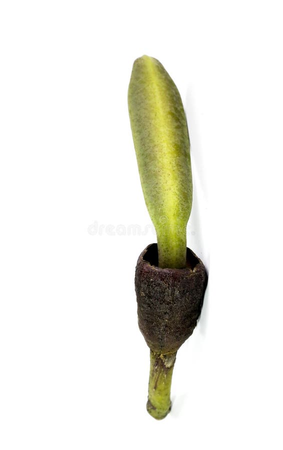 Broken Bones Tree White Background in Studio Stock Photo - Image of ...