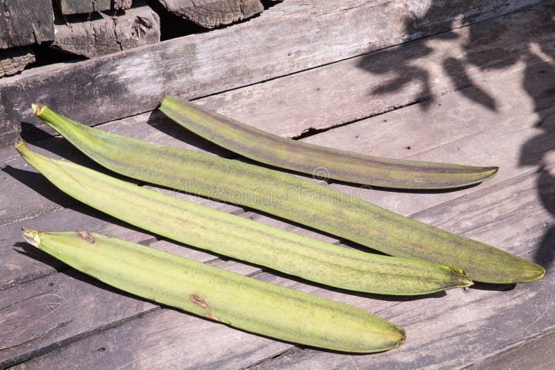 239 Broken Bones Tree Stock Photos - Free & Royalty-Free Stock Photos ...