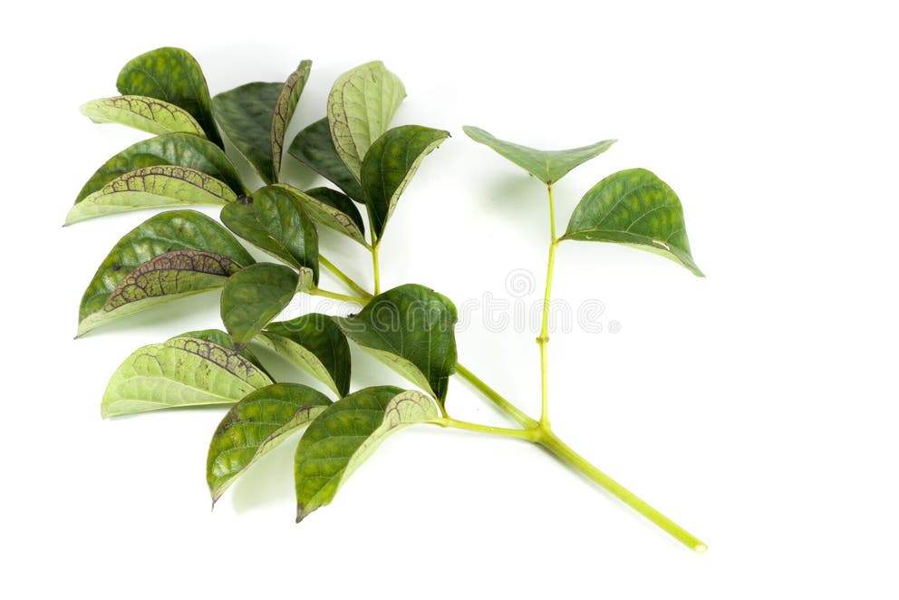 Broken Bones Tree White Background in Studio Stock Photo - Image of ...